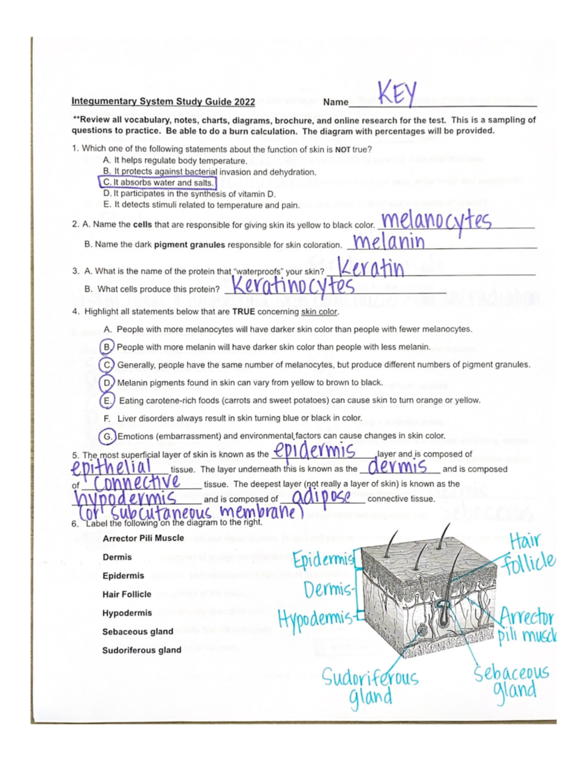 AP Integumentary System Study Guide 2022 - This is a sampling of ...