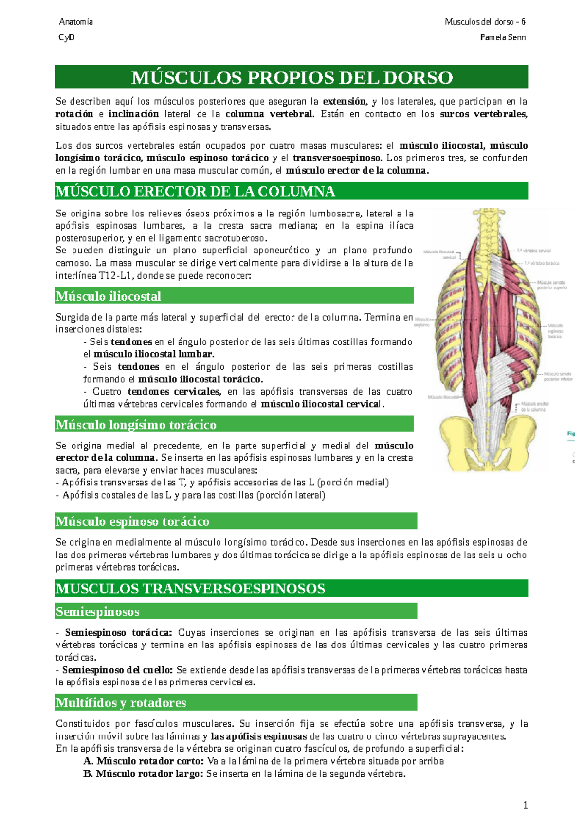 6 - Musculos DEL Dorso - Cuadro - Anatomía Musculos del dorso - 6 CyD ...