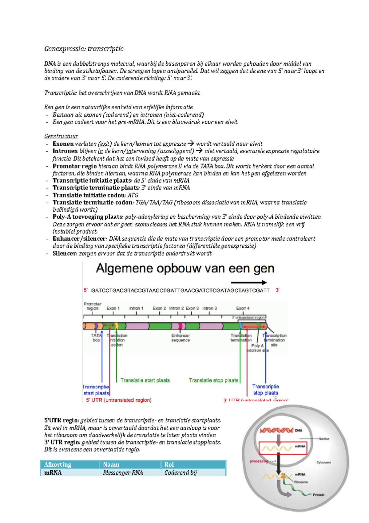 HC-Genexpressie - Genexpressie: transcriptie DNA is een dubbelstrengs ...