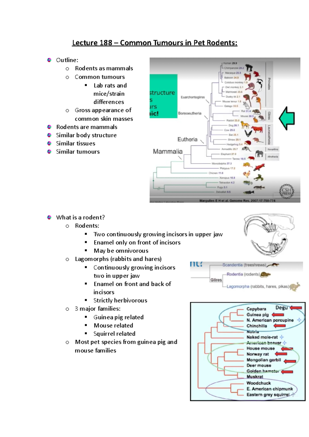 Lecture 188 – Common Tumours in Pet Rodents - Lecture 188 – Common ...