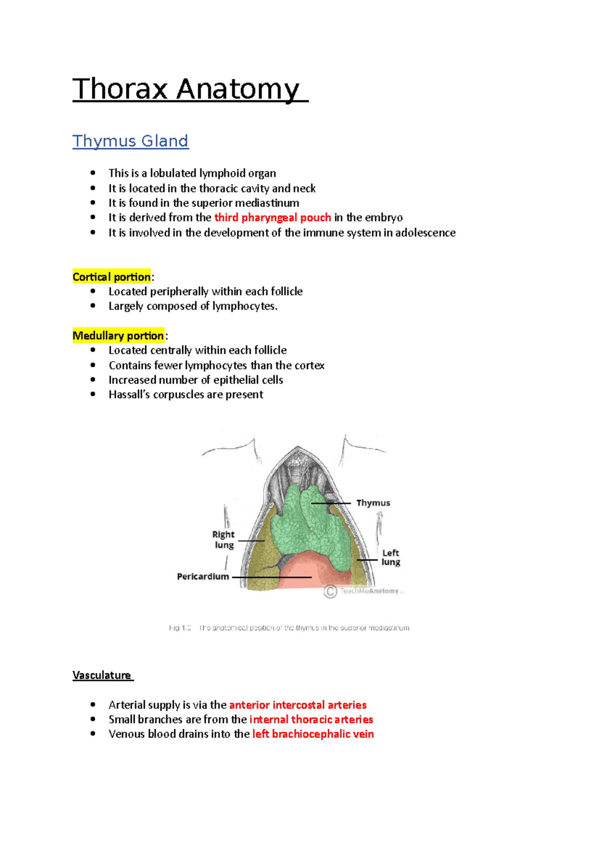 Thorax Anatomy - Thorax Anatomy Thymus Gland This is a lobulated ...