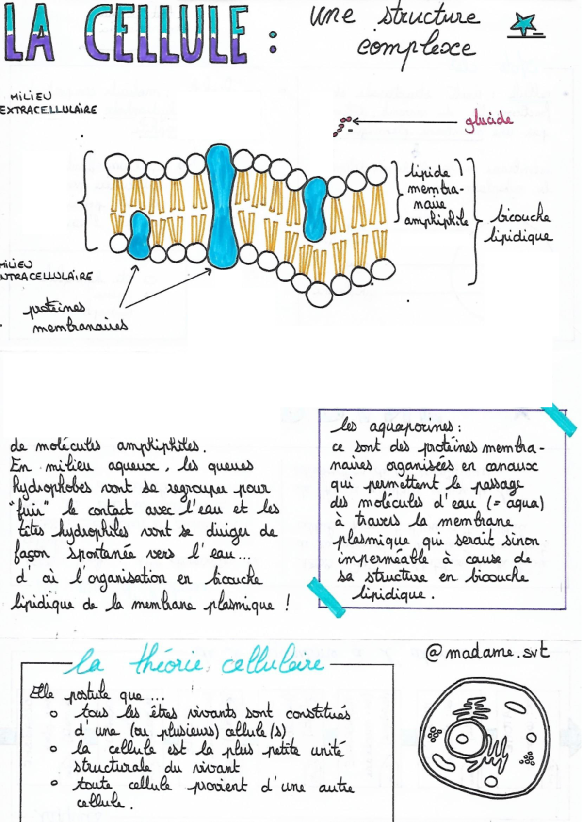 Une structure complexe, la cellule - Sciences de la vie et de la Terre ...
