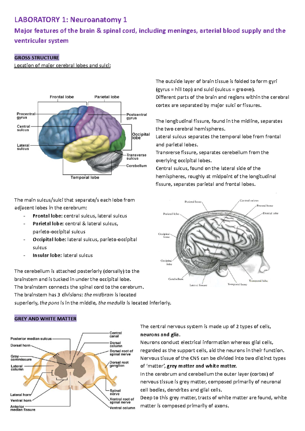 ANAT242 Lab Notes 1-3 - LABORATORY 1: Neuroanatomy 1 Major features of ...