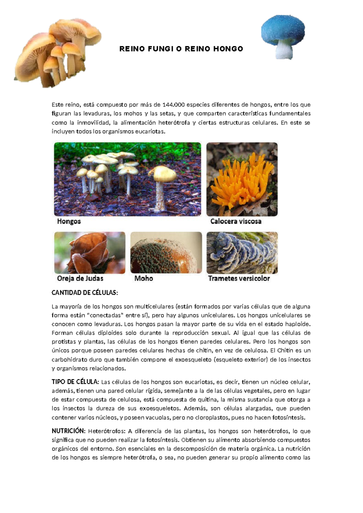 Reino Fungi O Reino HONG1 - REINO FUNGI O REINO HONGO Este reino, está ...