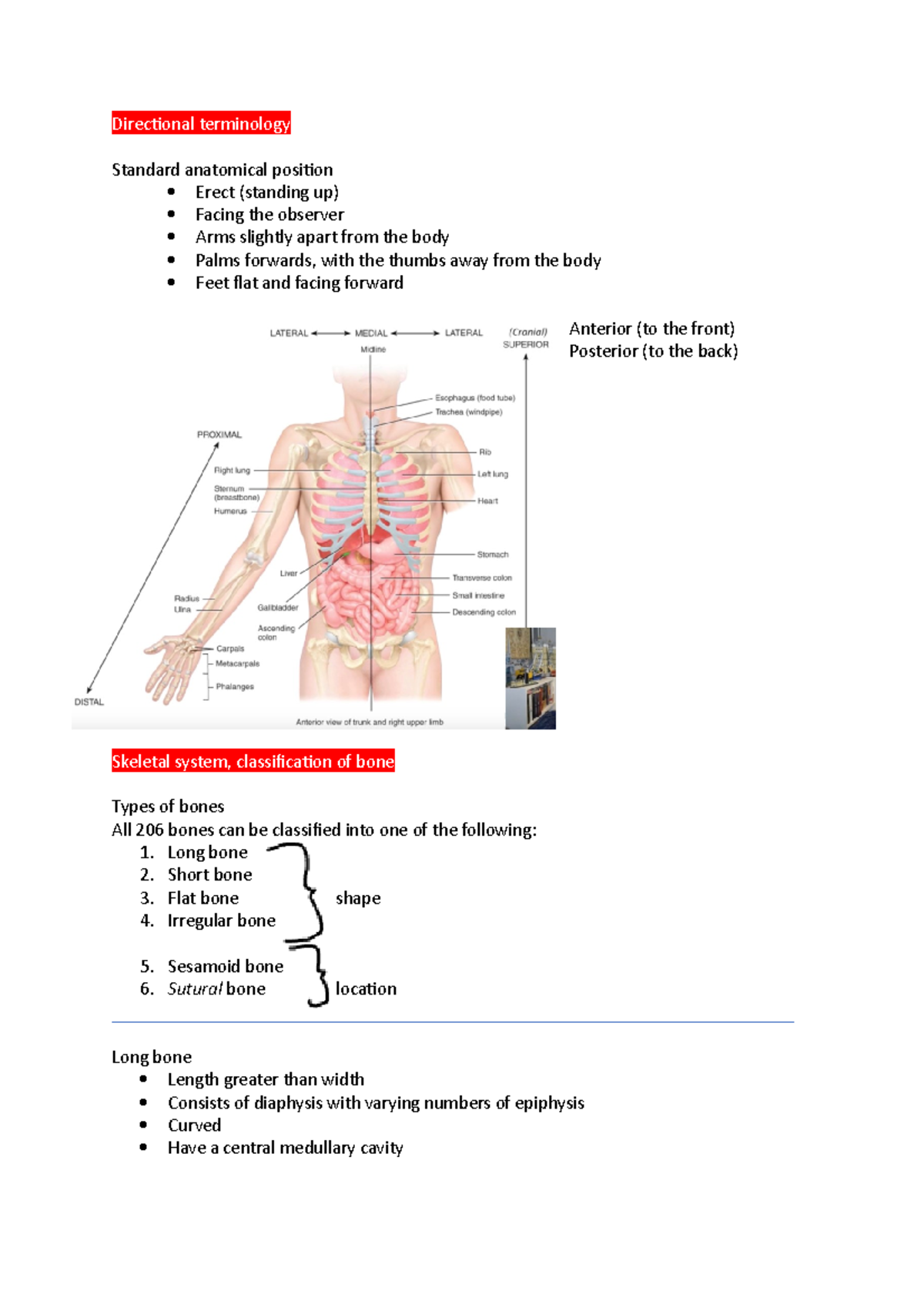 Directional Terminology and Skeletal system - Directional terminology ...