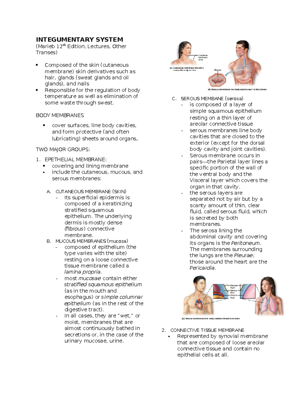 Integumentary System- Trans - INTEGUMENTARY SYSTEM (Marieb 12th Edition ...