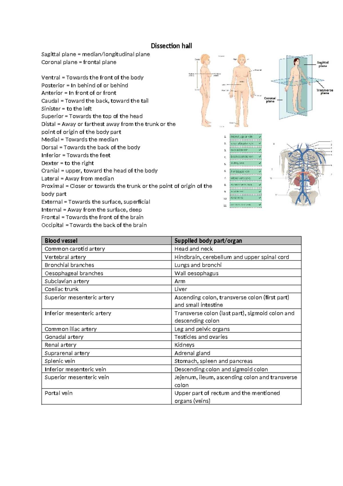 Dissection hall - Dissection hall Sagittal plane = median/longitudinal ...