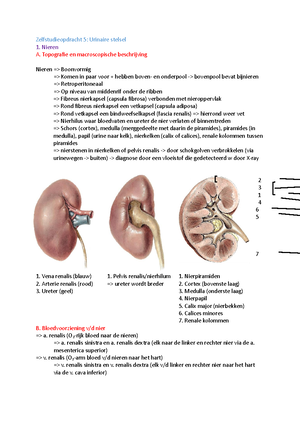 ZSO 5 Het urogenitale stelsel - ZSO 5 Het urogenitale stelsel A. Het ...