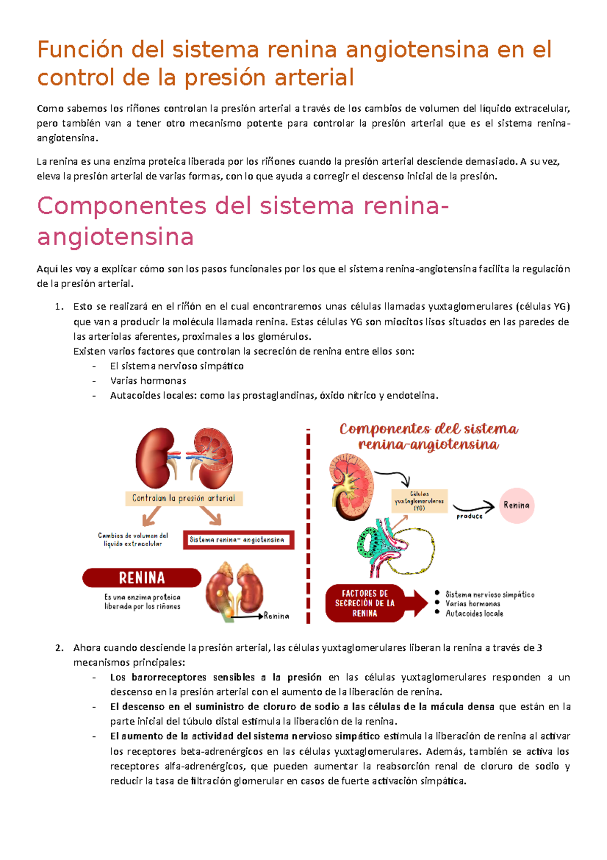 Función del sistema renina-angiotensina en el control de la presión ...