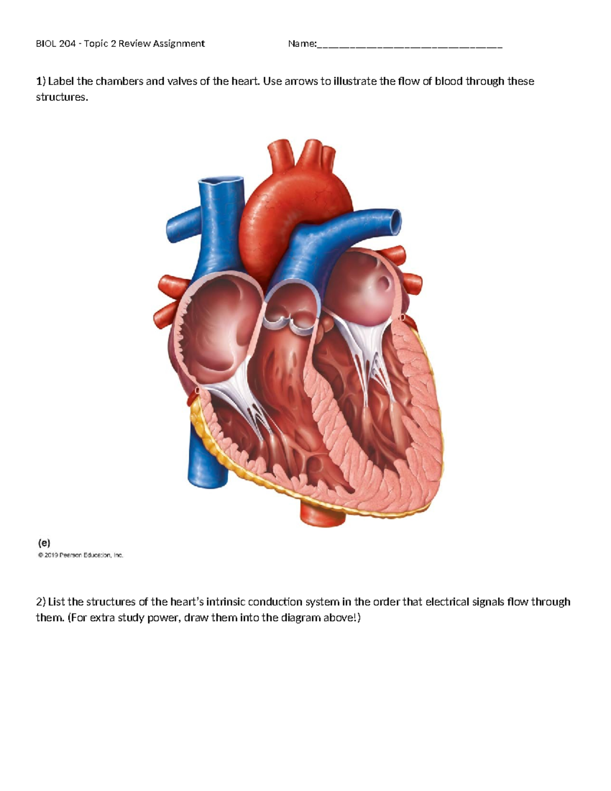 Topic 2 Review Heart A&P2 - BIOL 204 - Topic 2 Review Assignment - Studocu