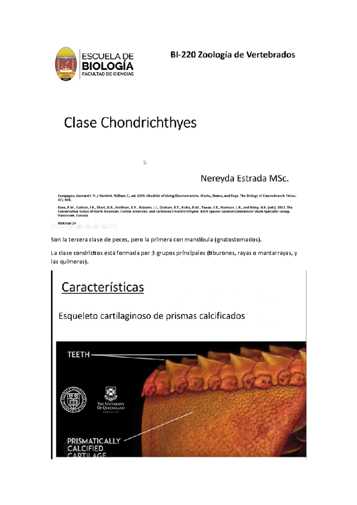 Condrictios - referente a todo - Son la tercera clase de peces, pero la ...