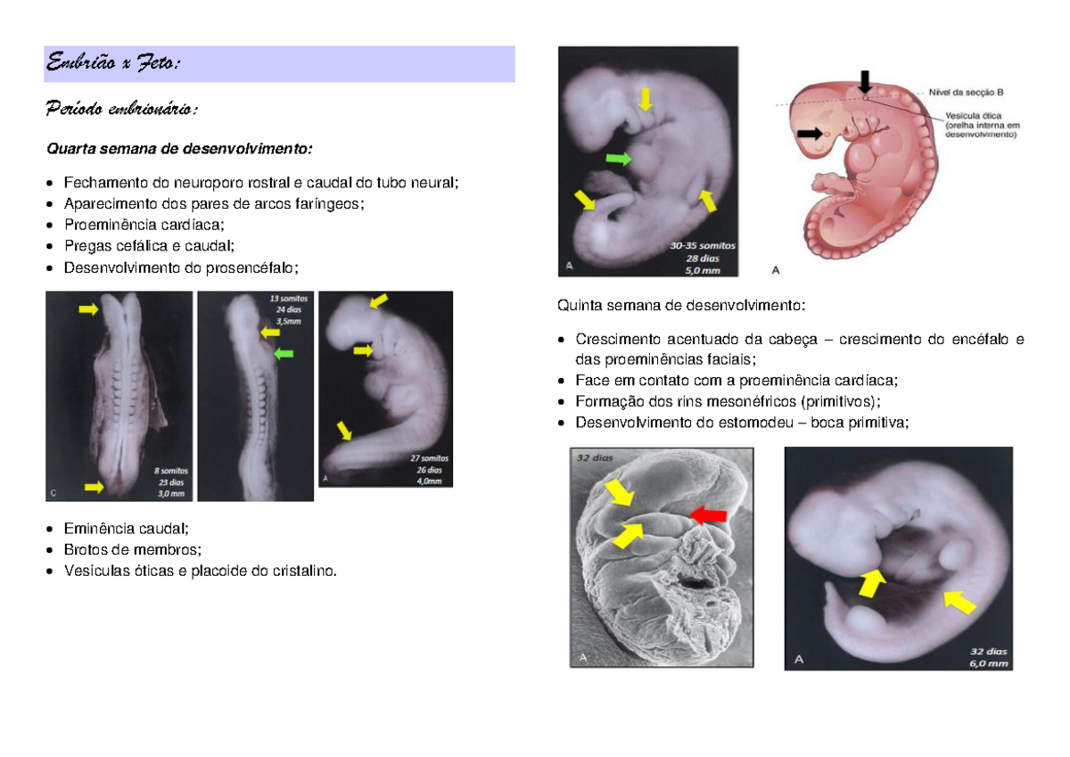 Período embrionário e fetal - x Feto: Quarta semana de desenvolvimento ...