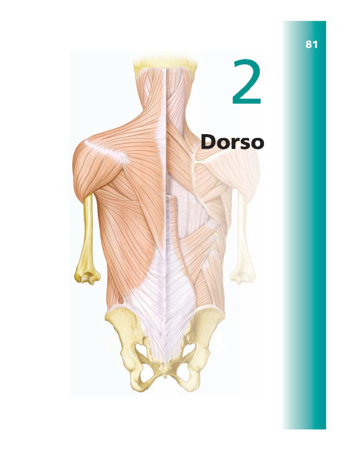 Anatomia Clínica PRO Dorso - 2 Dorso 81 82 Anatomía clínica Dorso ...
