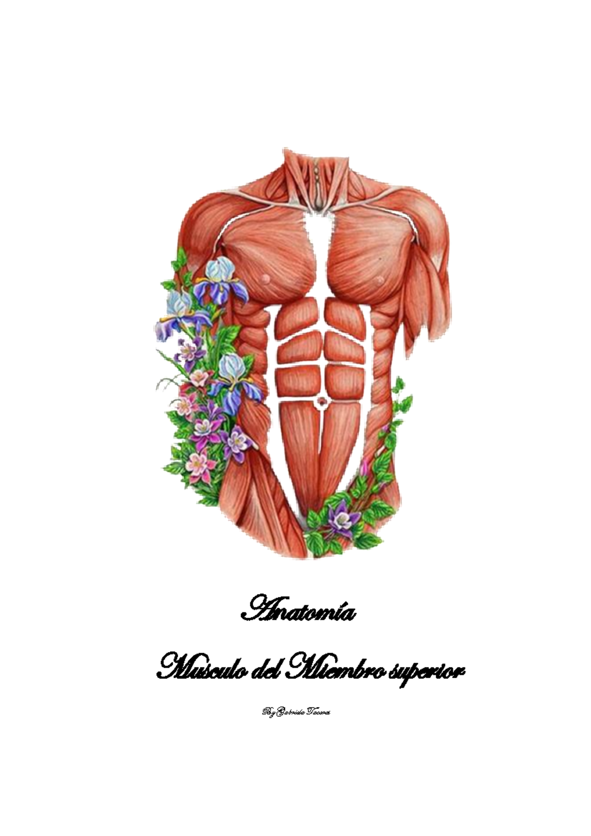 By gc. Musculos superiores - Anatomía Musculo del Miembro superior By ...