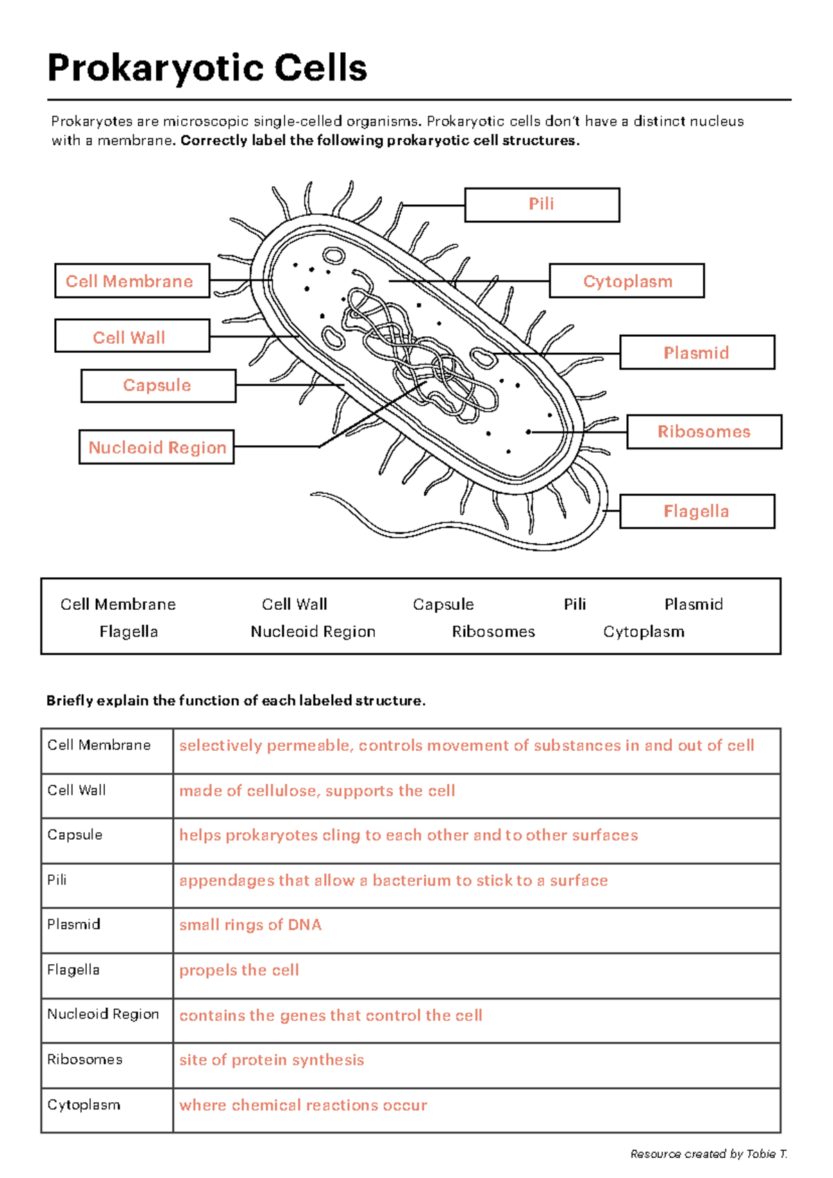 Prokaryotic & Eukaryotic Cells Answers - Prokaryotic Cells Prokaryotes ...