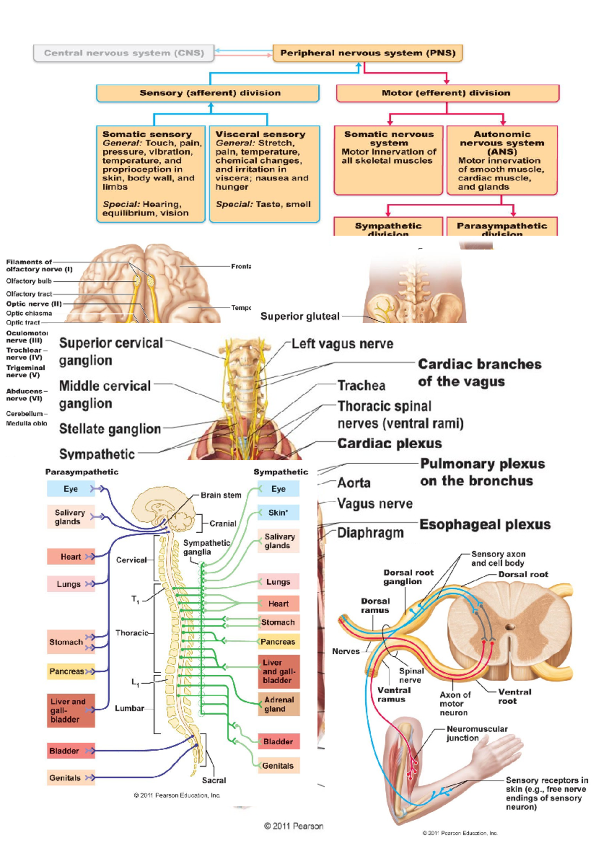 Nerves Diagram - Can print and use this as a learning wallpaper to ...