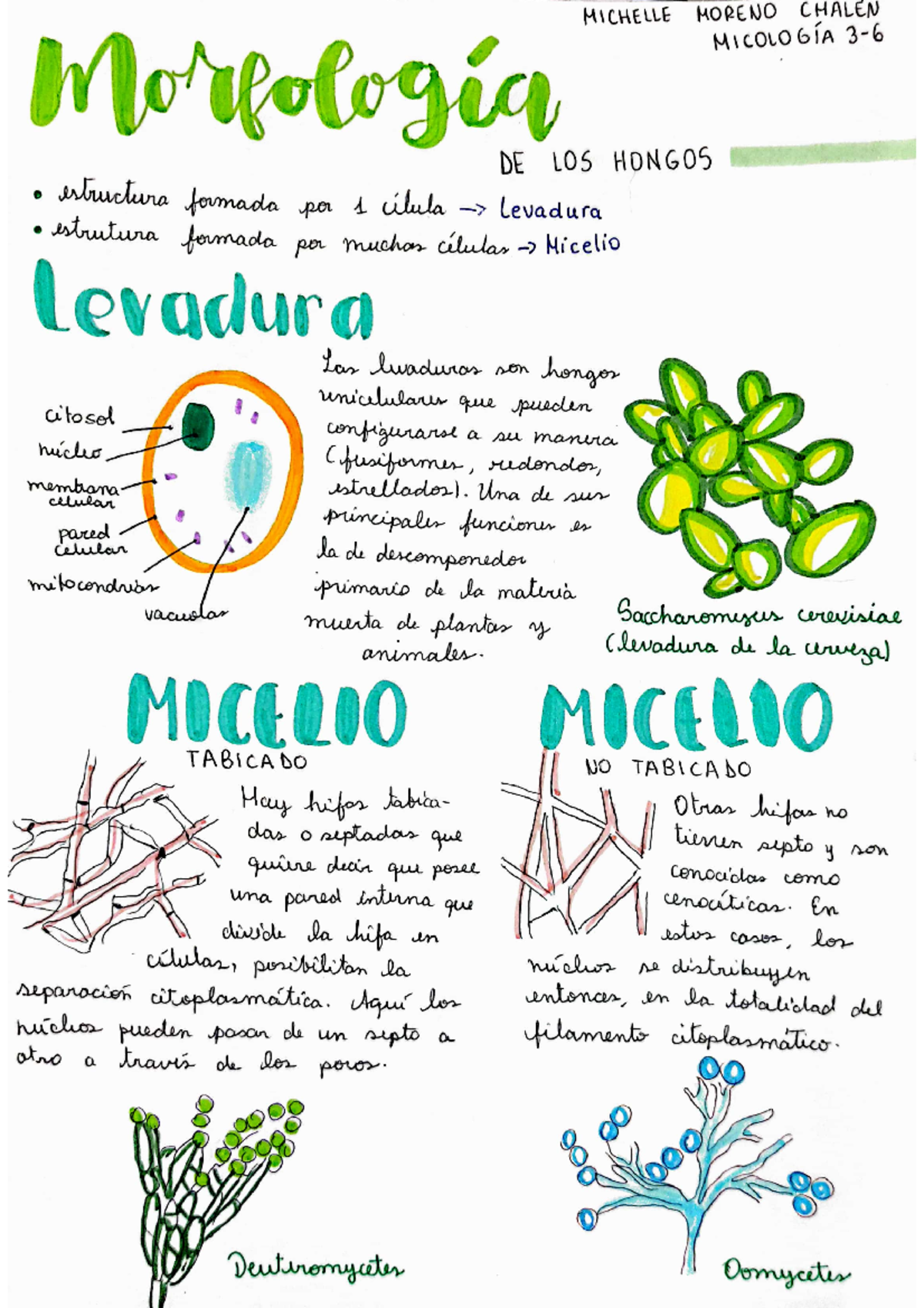 Taller Morfología DE LOS Hongos - Anatomía - Studocu