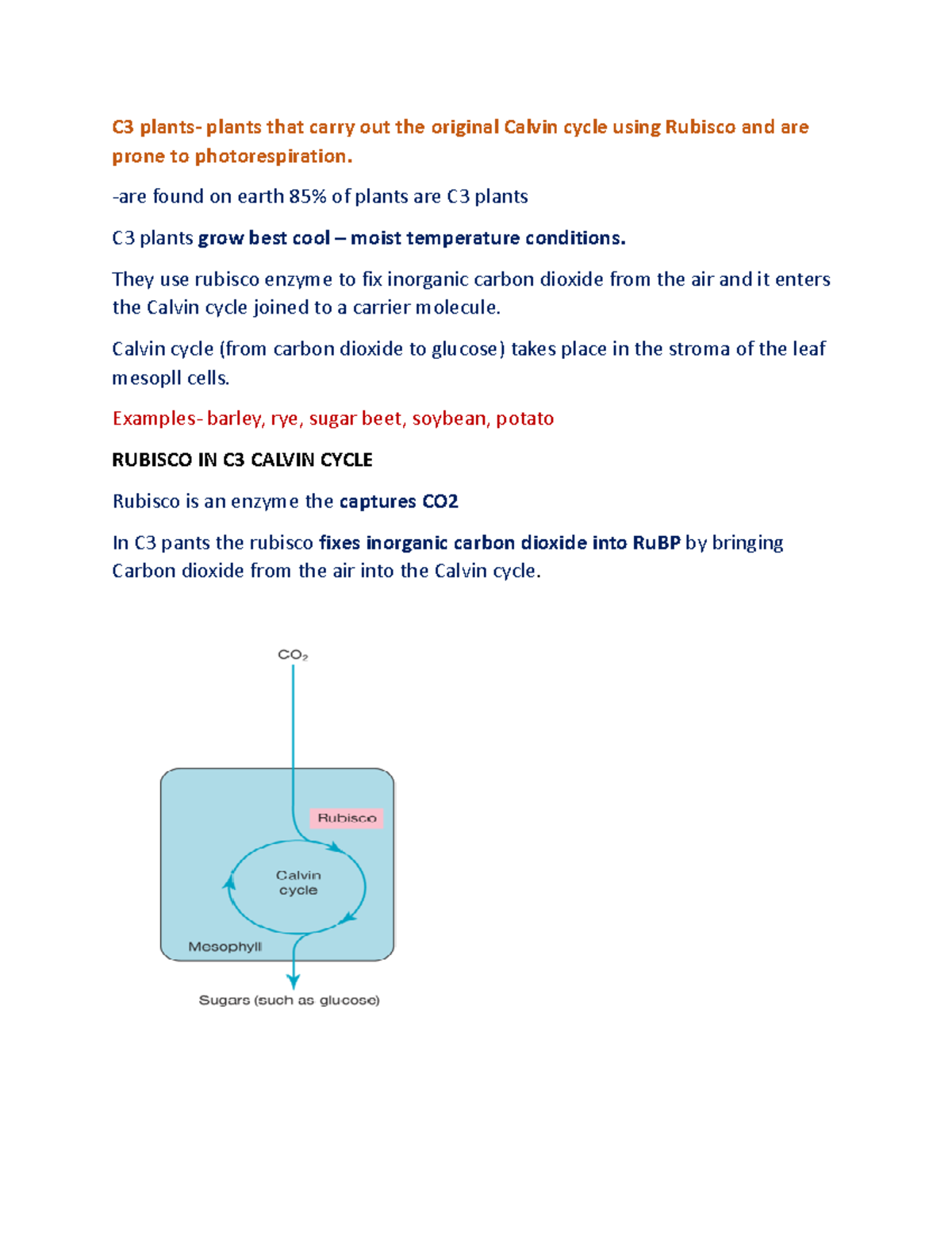 Photosynthesis in C3, C4 and CAM plants - C3 plants- plants that carry ...
