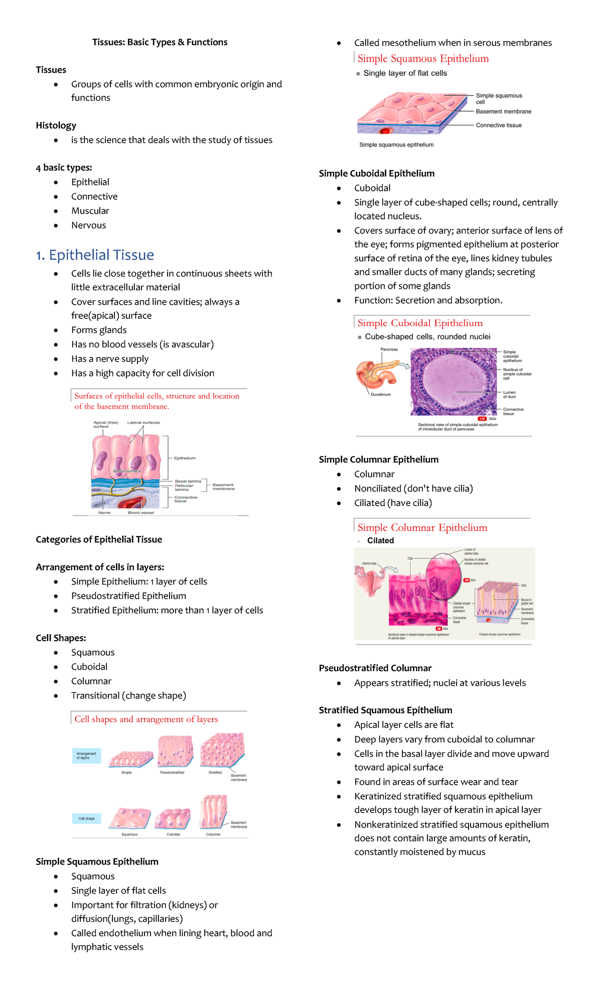 Anaphy Tissue Reviewer - Tissues: Basic Types & Functions Tissues ...