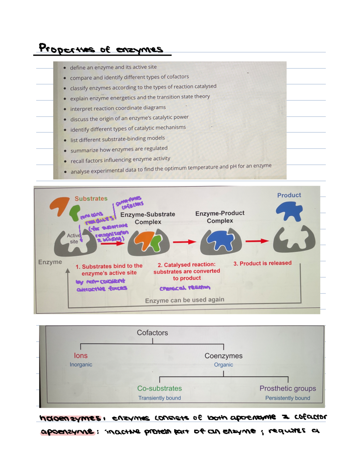 Enzymes kinetics - enzyme - BIOC0001 - Studocu