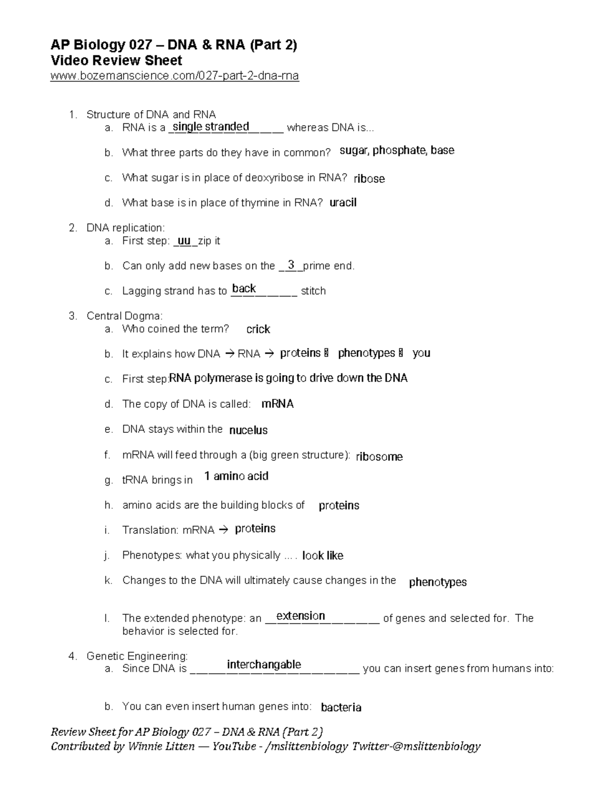 DNA AND RNA ( Replication, Transcription, Translation) - Review Sheet ...