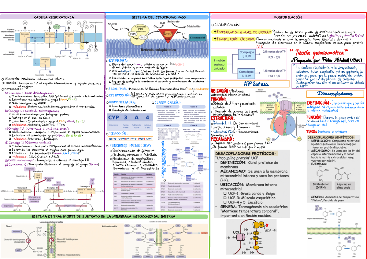 Cadena Respiratoria, ATP y Enfermedades Mitocondriales Mirocondriales, Lisosomales Y ...