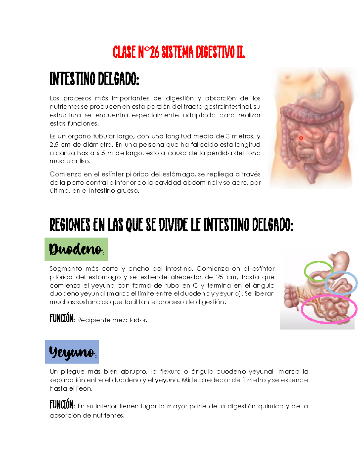 Clase N°26 Sistema digestivo II - Intestino delgado: Los procesos más ...