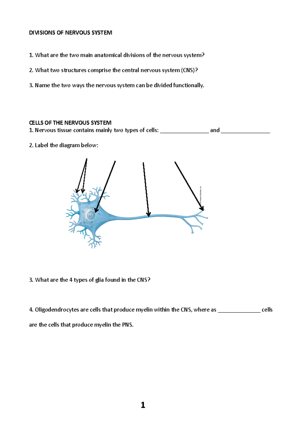 Neuro HN tutorial handout 2024 - DIVISIONS OF NERVOUS SYSTEM What are ...