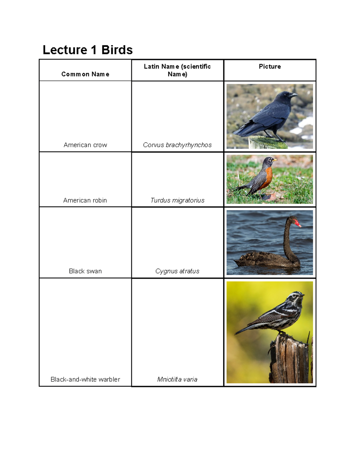 Lecture 1 Bird List - study list of birds - Lecture 1 Birds Common Name ...