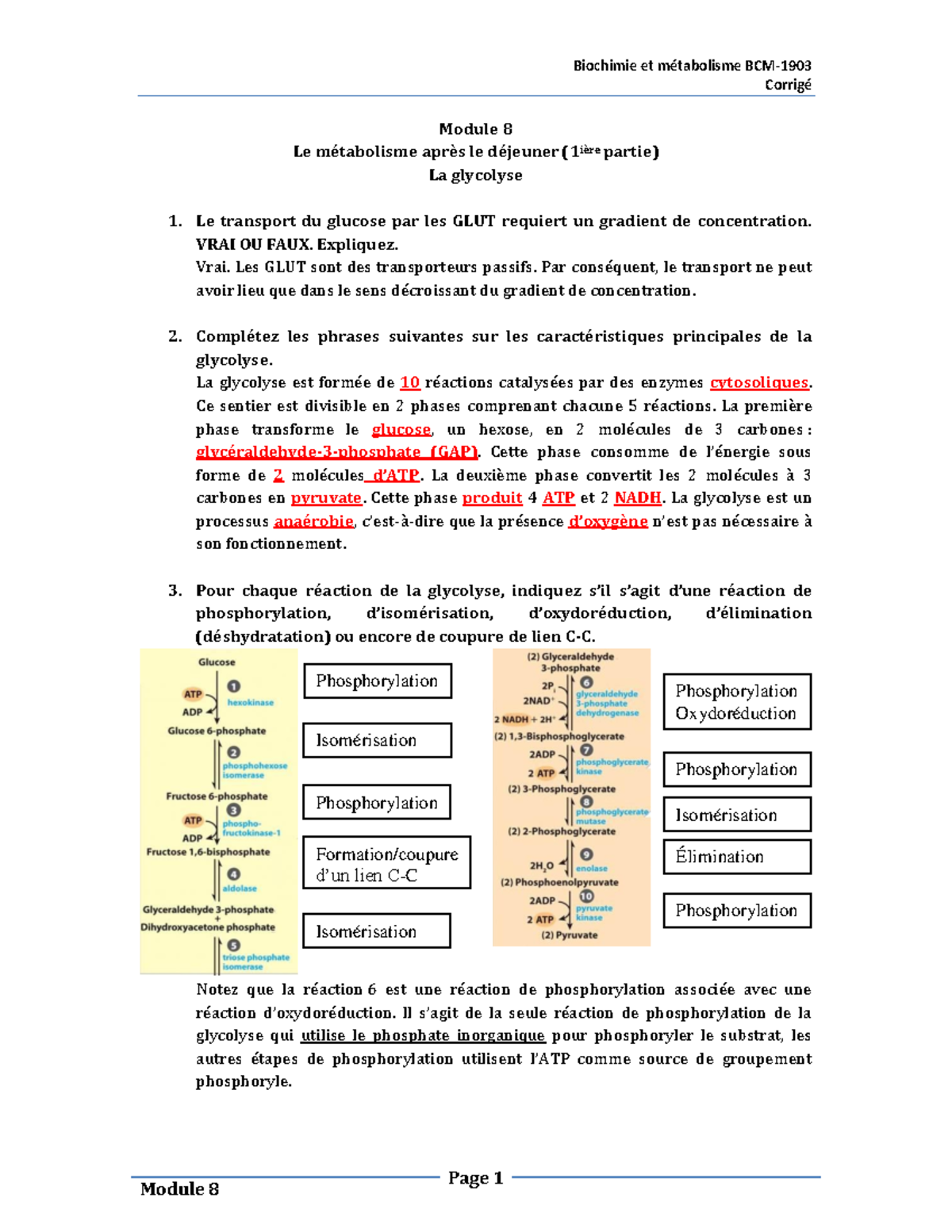 BCM1903 Corrigé Module 8 2016 - Corrigé Module 8 Le métabolisme après le déjeuner (1ière partie ...