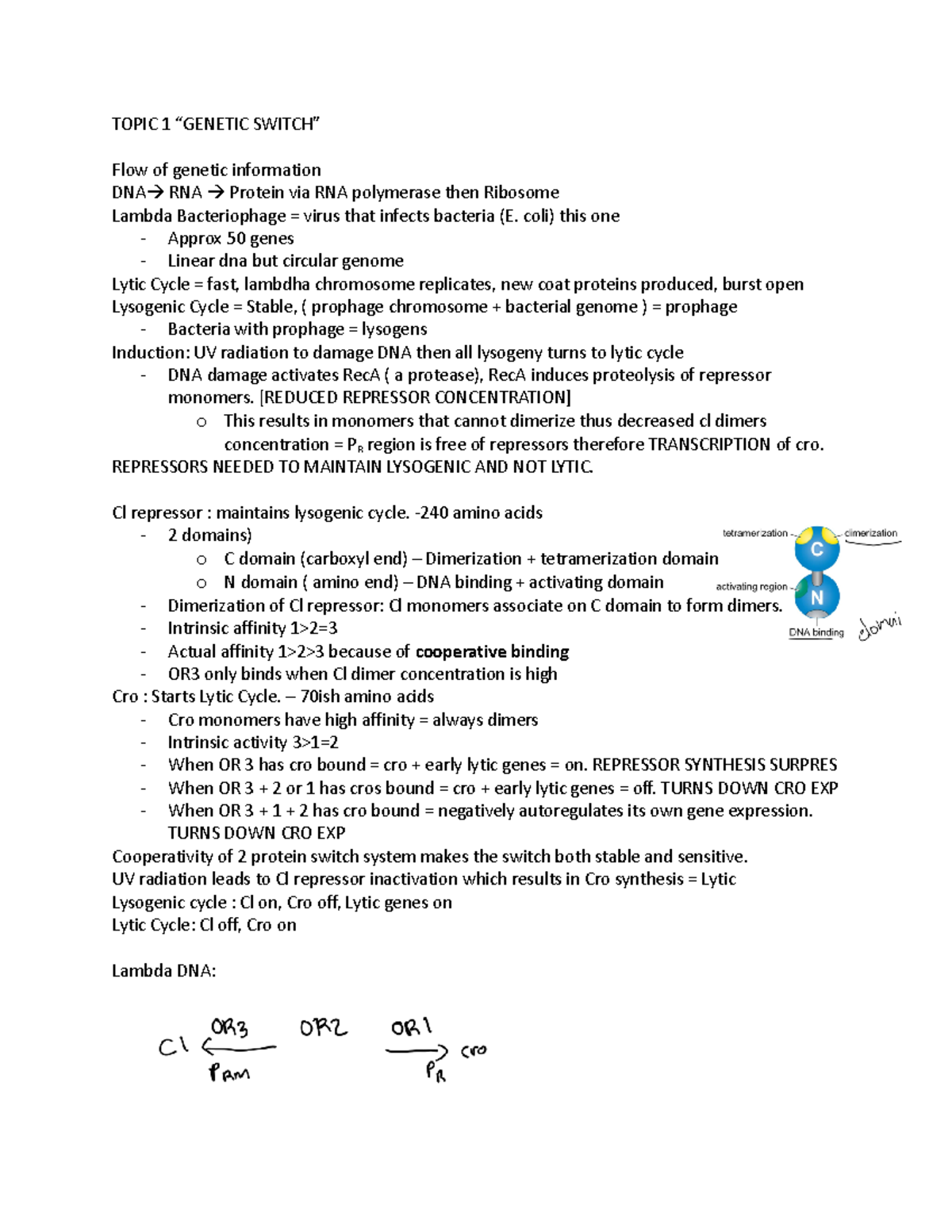 Topic 1 CMMB 411 - TOPIC 1 “GENETIC SWITCH” Flow of genetic information ...