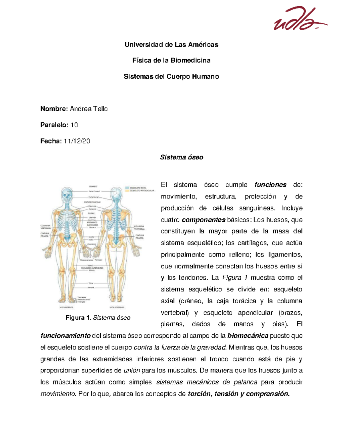 Sistemas del Cuerpo Humano Investigación - Universidad de Las Américas ...