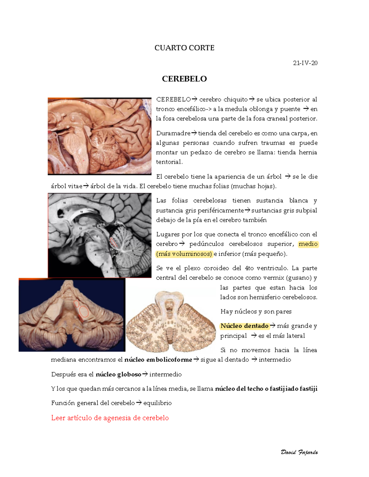 Cuarto Corte Neuro - mis notas - CUARTO CORTE 21-IV- CEREBELO CEREBELO cerebro chiquito se ubica ...