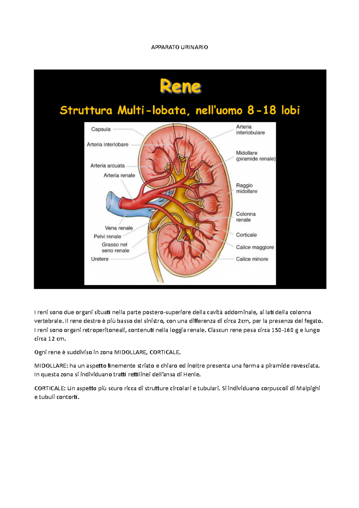 Apparato urinario - APPARATO URINARIO I reni sono due organi situati ...