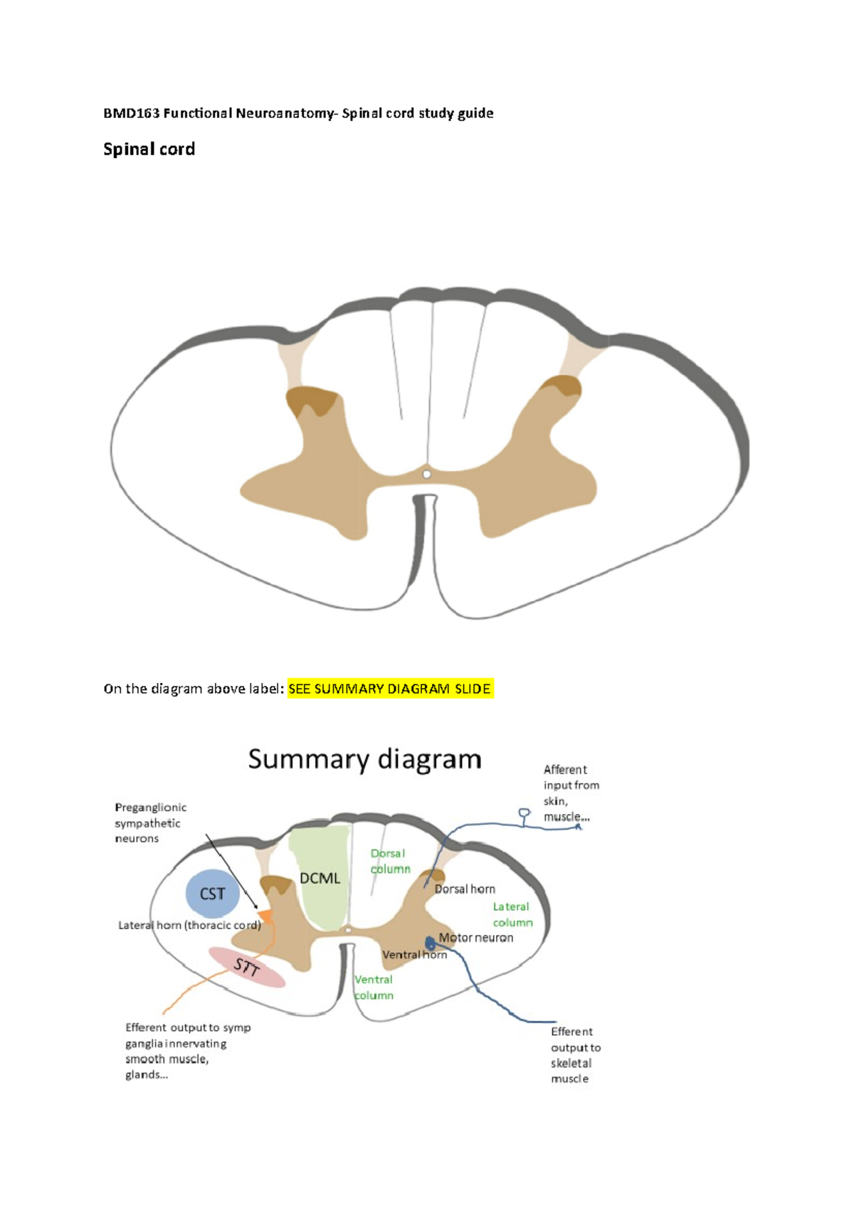 Spinal Cord Study Guide - BMD163 Functional Neuroanatomy- Spinal cord ...