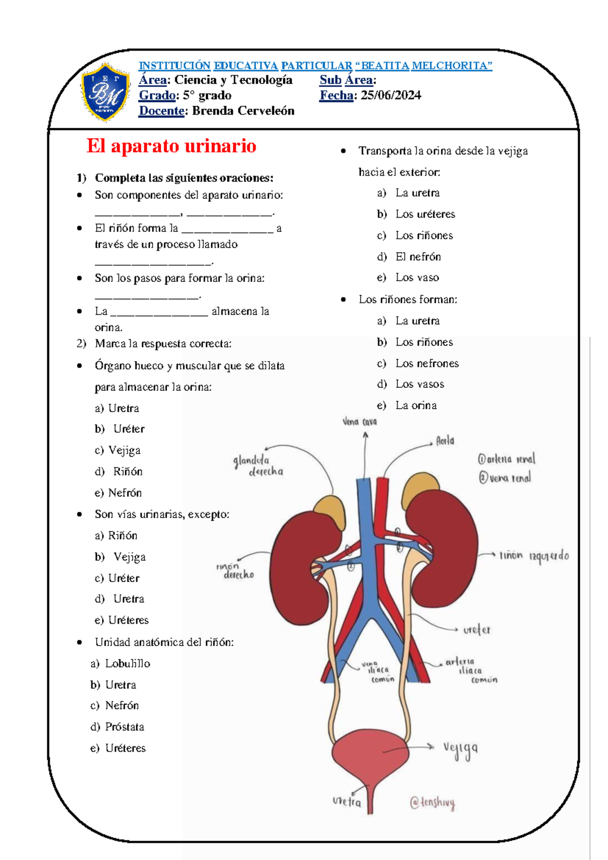 Aparato urinario 2506 - ficha de aplicacion para niños - El aparato urinario 1) Completa las ...