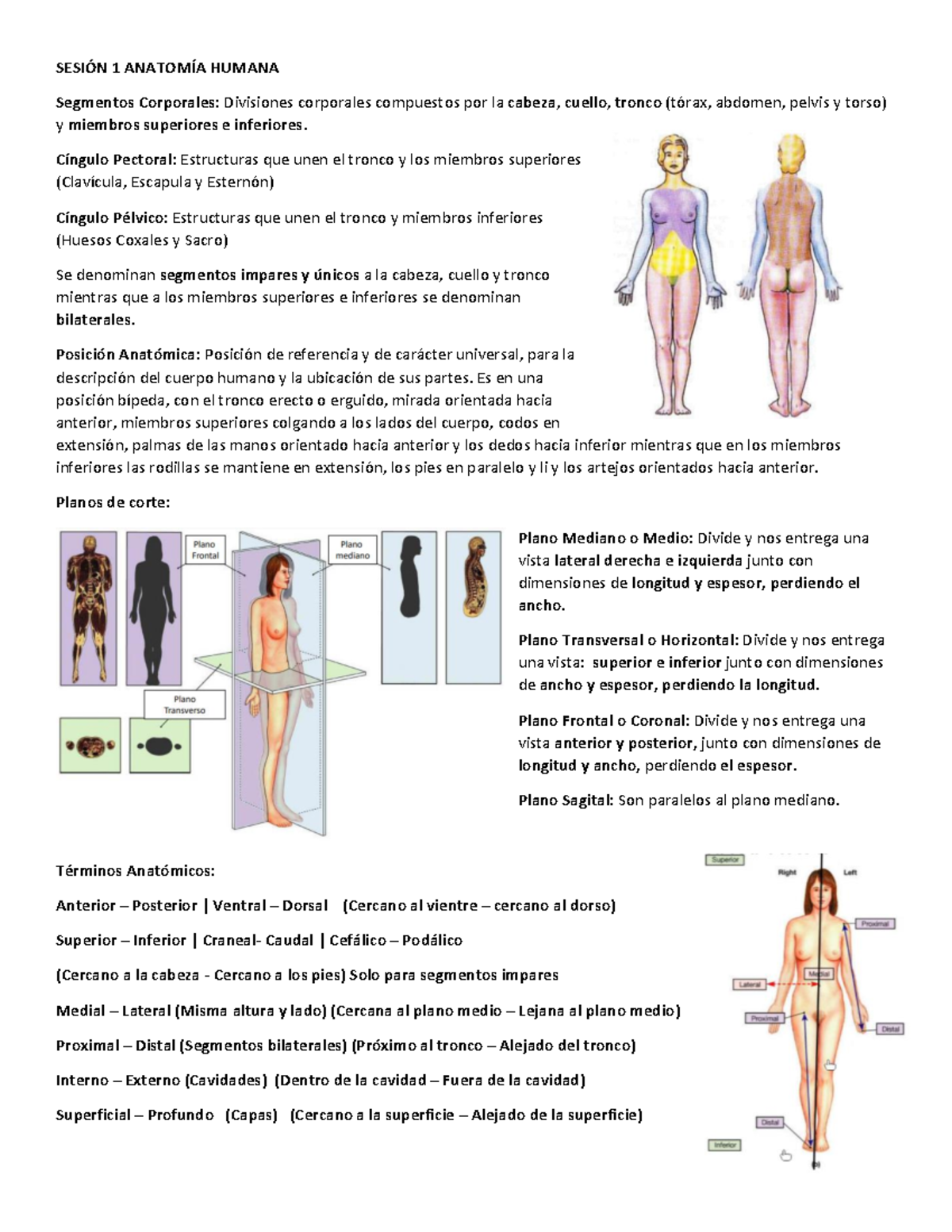 Sesión 1 Anatomía Humana SesiÓn 1 AnatomÍa Humana Segmentos
