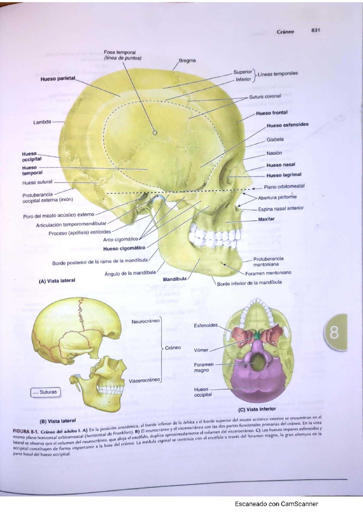 Anatomía de la cara - Anatomía - Studocu