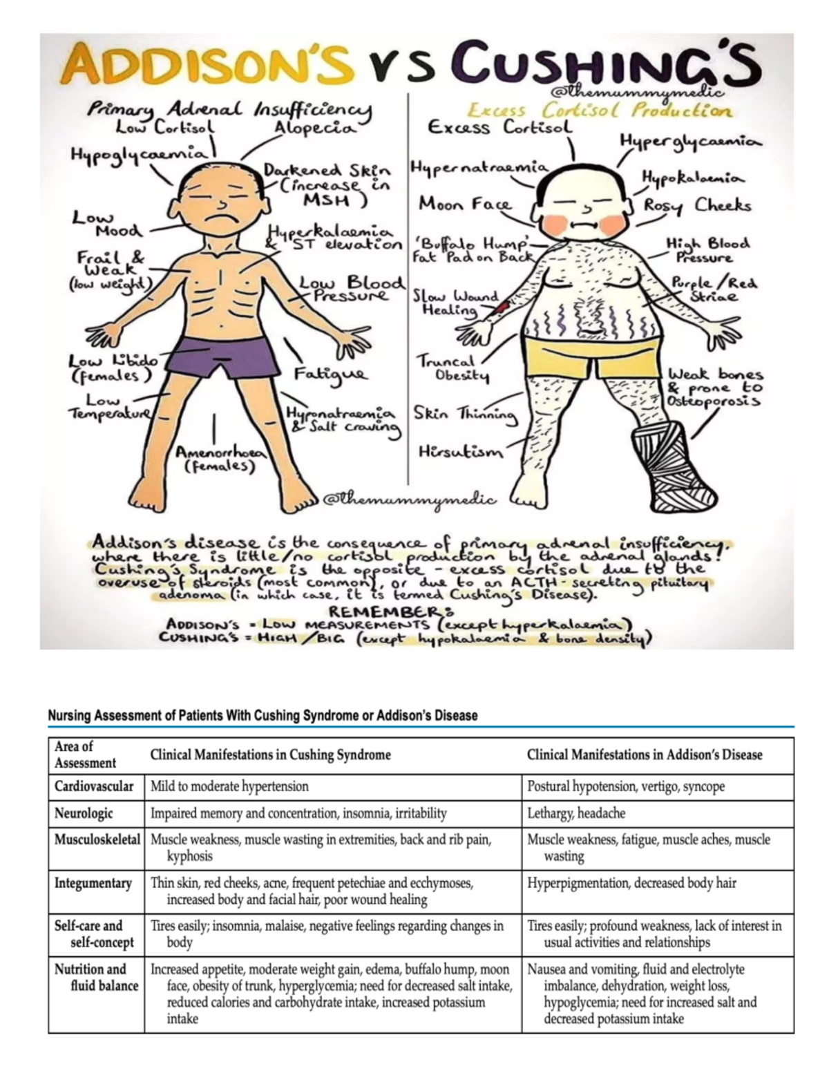 Addison:Cushing - Cushing disorder - 12392 - Studocu