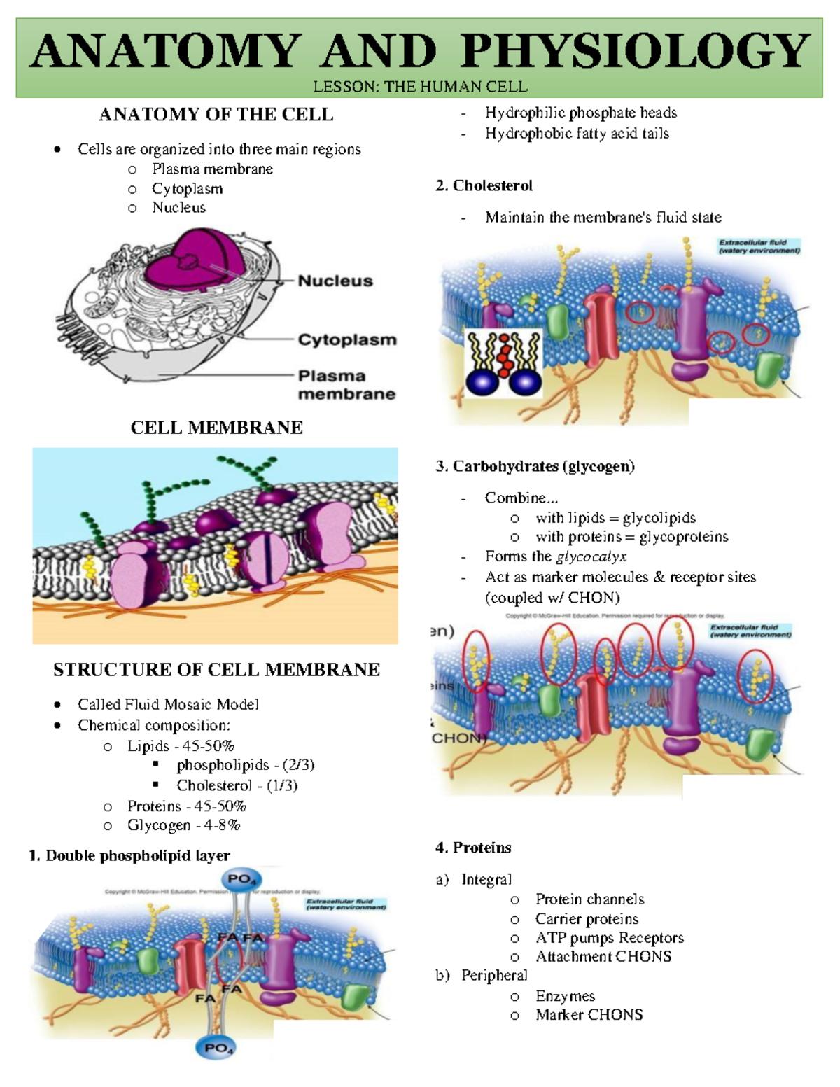 THE Human CELL LAB Lesson 1 - LESSON: THE HUMAN CELL ANATOMY OF THE ...