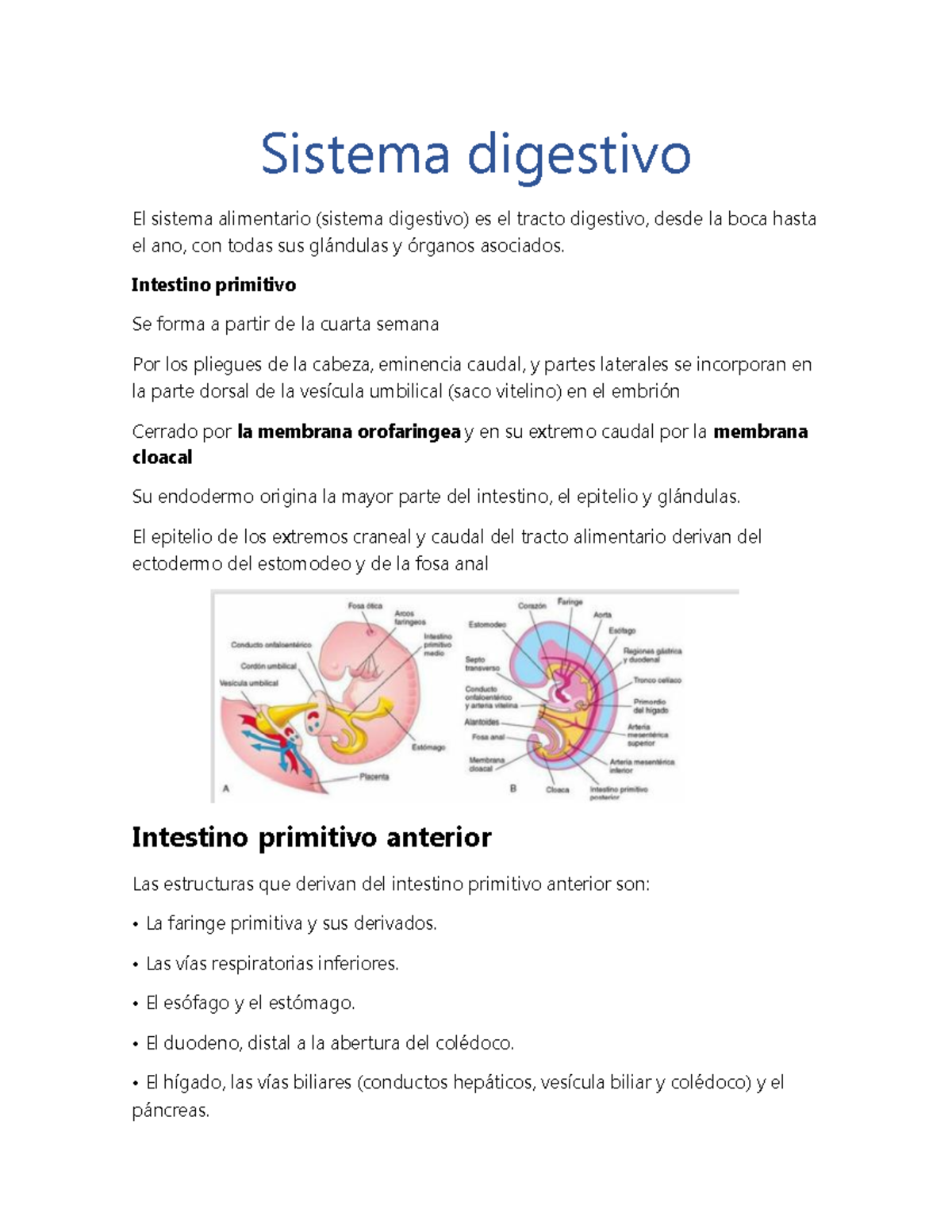 Sistema digestivo - Intestino primitivo Se forma a partir de la cuarta ...