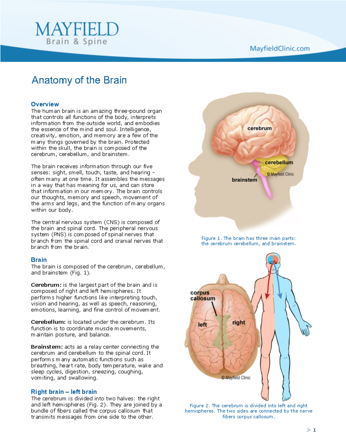 Anatomy of the Brain Info Sheet AA 2020 - Overview The human brain is ...