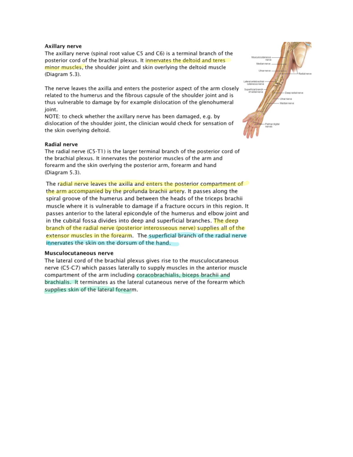 Simple - Axillary and Radial Nerve - MEDI1031 - Studocu