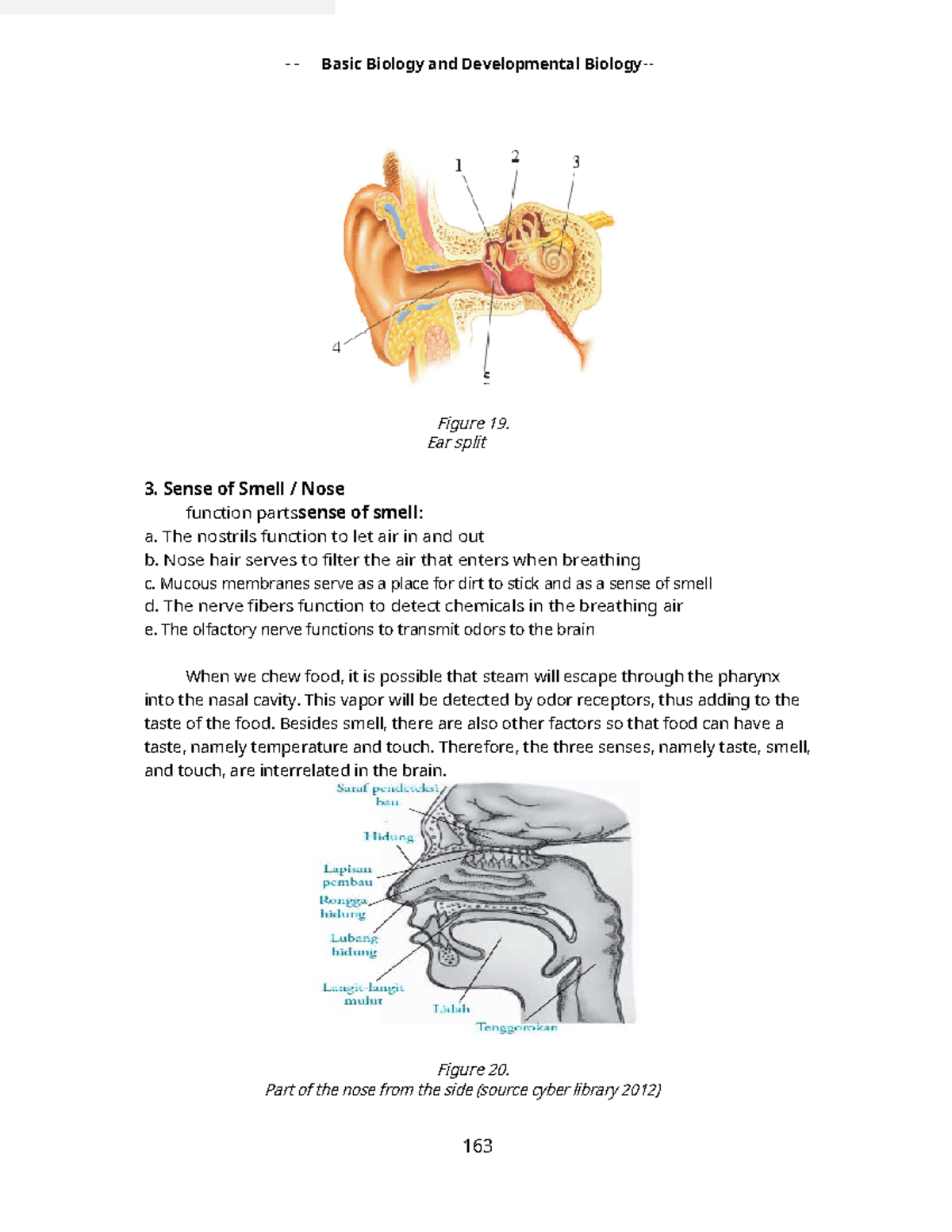 Mc Kinney Bio Notes Senior - Figure 19. Ear split Sense of Smell / Nose ...