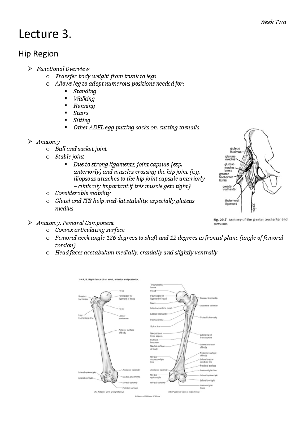 PHTY2020 Lecture 3 - Summary Notes - Lecture 3. Hip Region Functional ...