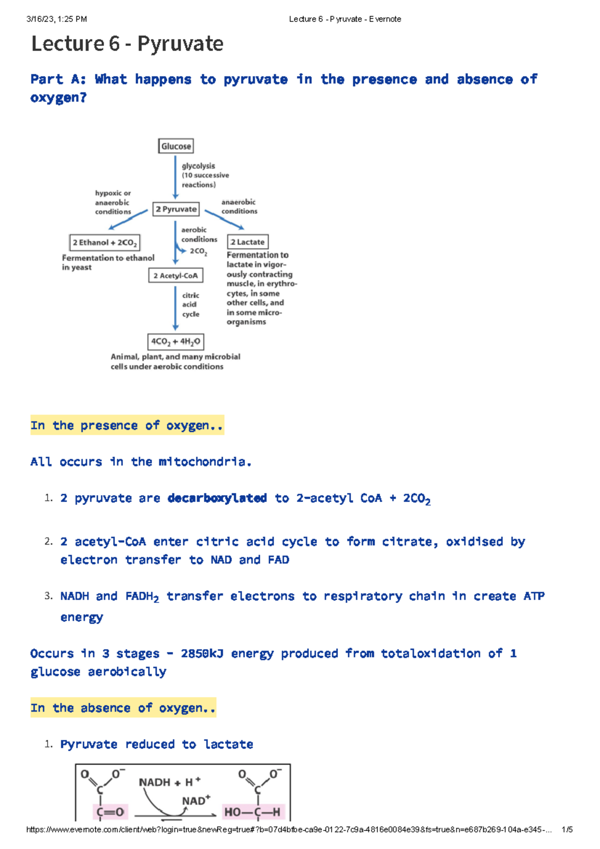 Lecture 6 - Pyruvate - Evernote - Lecture 6 - Pyruvate Part A: What ...
