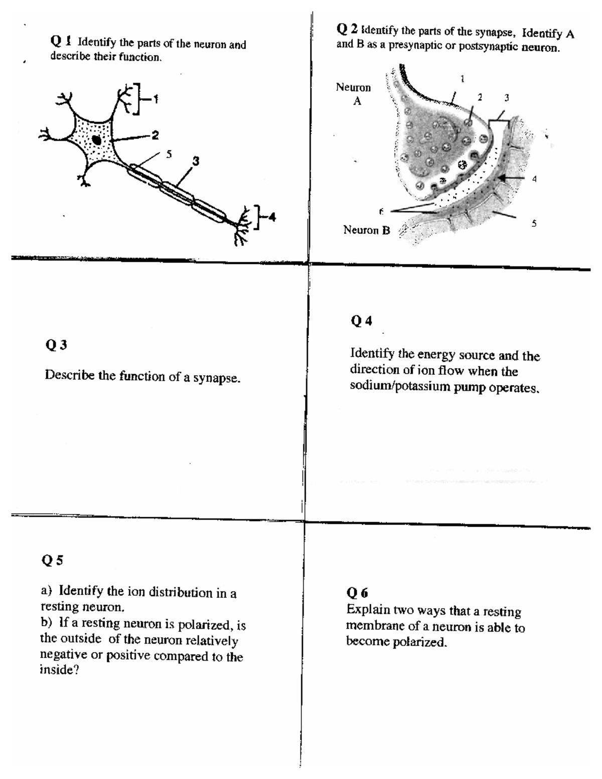 BIO 101 - Nervous and Sensory Study Cards - 101 - Studocu