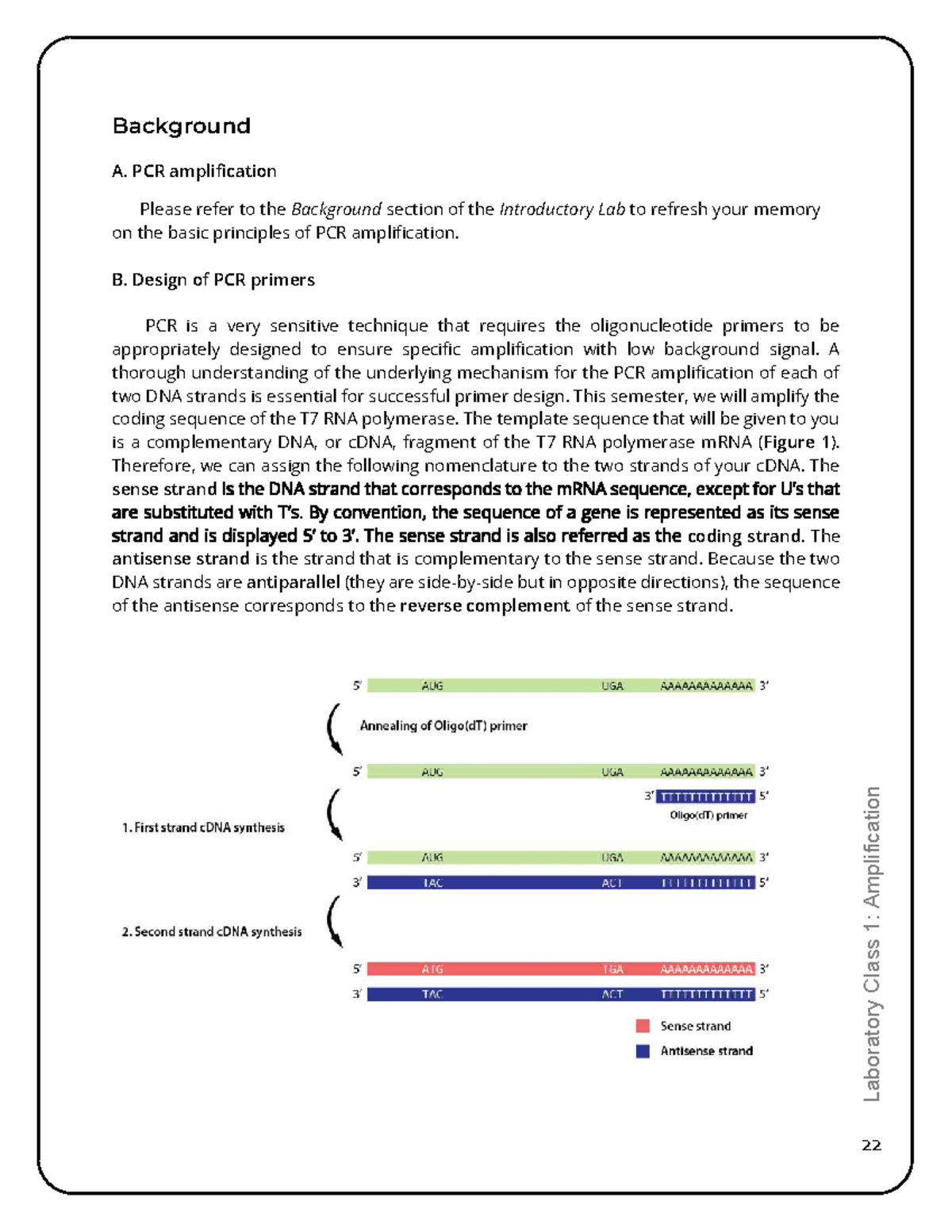 L1 Intro - Lab 1 - Laboratory Class 1: Amplification Background A. PCR amplification Please ...
