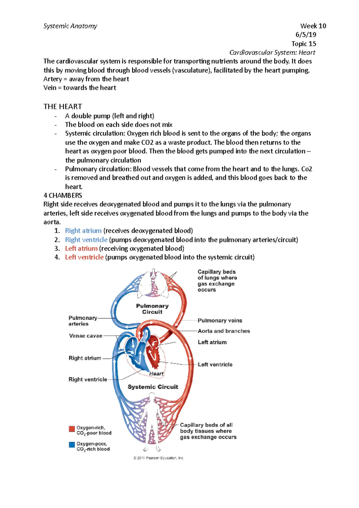 Topic 15 - Thorough lecture notes from Amanda Hawkins Systemic Anatomy ...