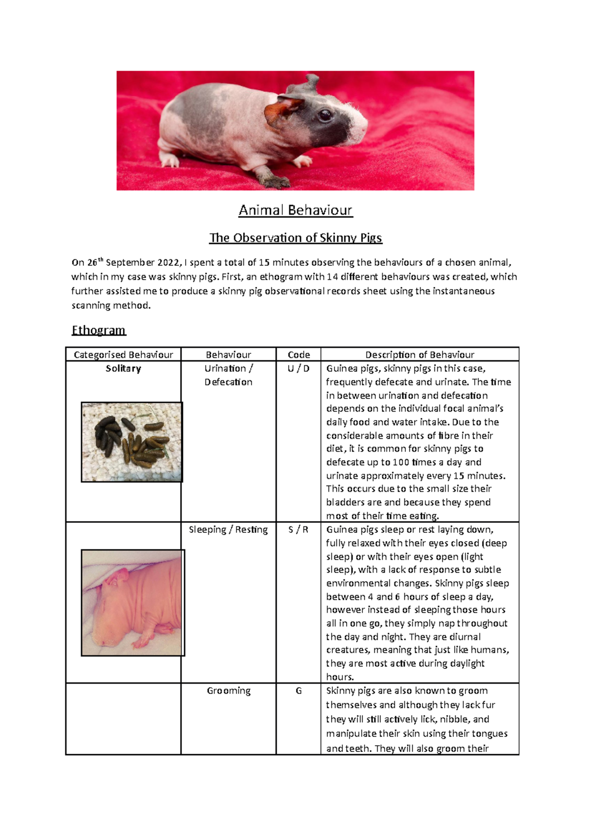 Animal Behaviour - Skinny Pig Observation P1 - Animal Behaviour The Observation of Skinny Pigs ...